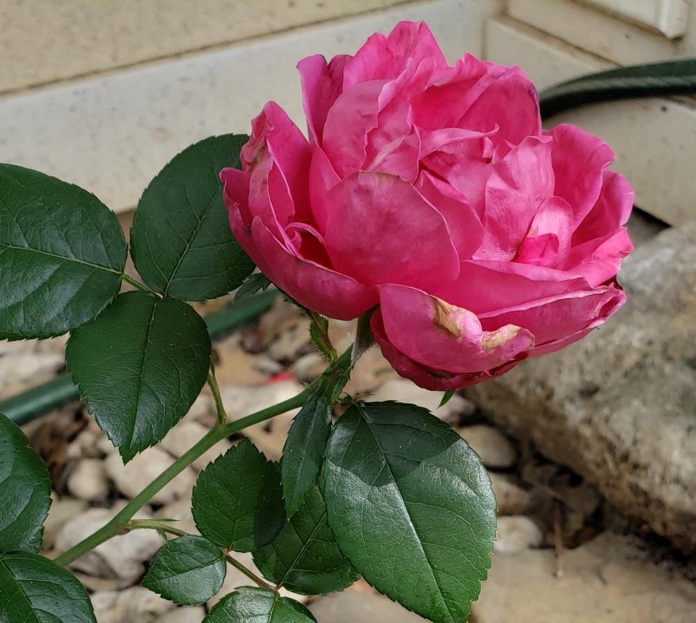 Rose (Rosa 'The Grand Champion Red Rose') in the Roses Database ...