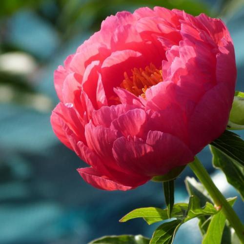 Peony (Paeonia 'Raspberry Charm') in the Peonies Database - Garden.org