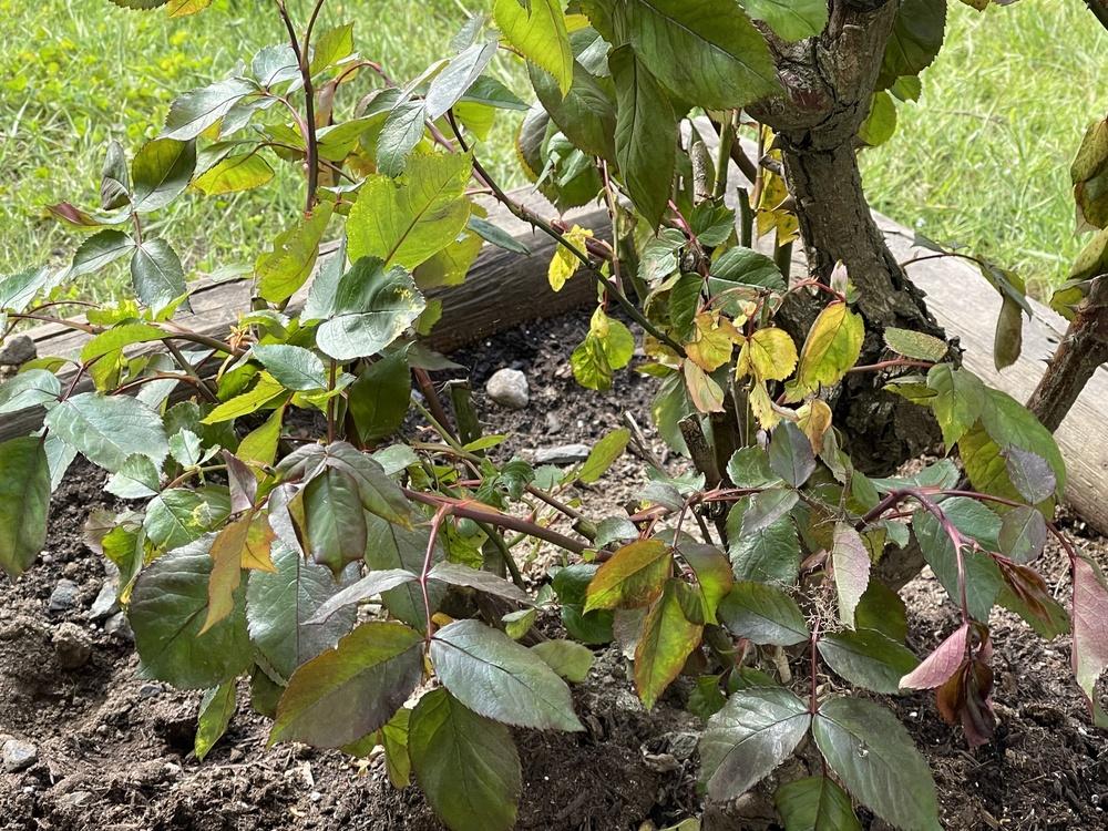 Transplanted bush dying? in the Roses forum - Garden.org