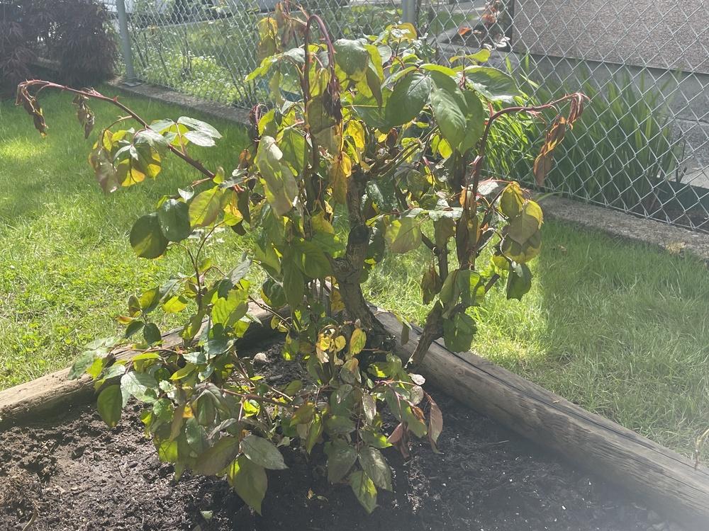 Transplanted bush dying? in the Roses forum - Garden.org