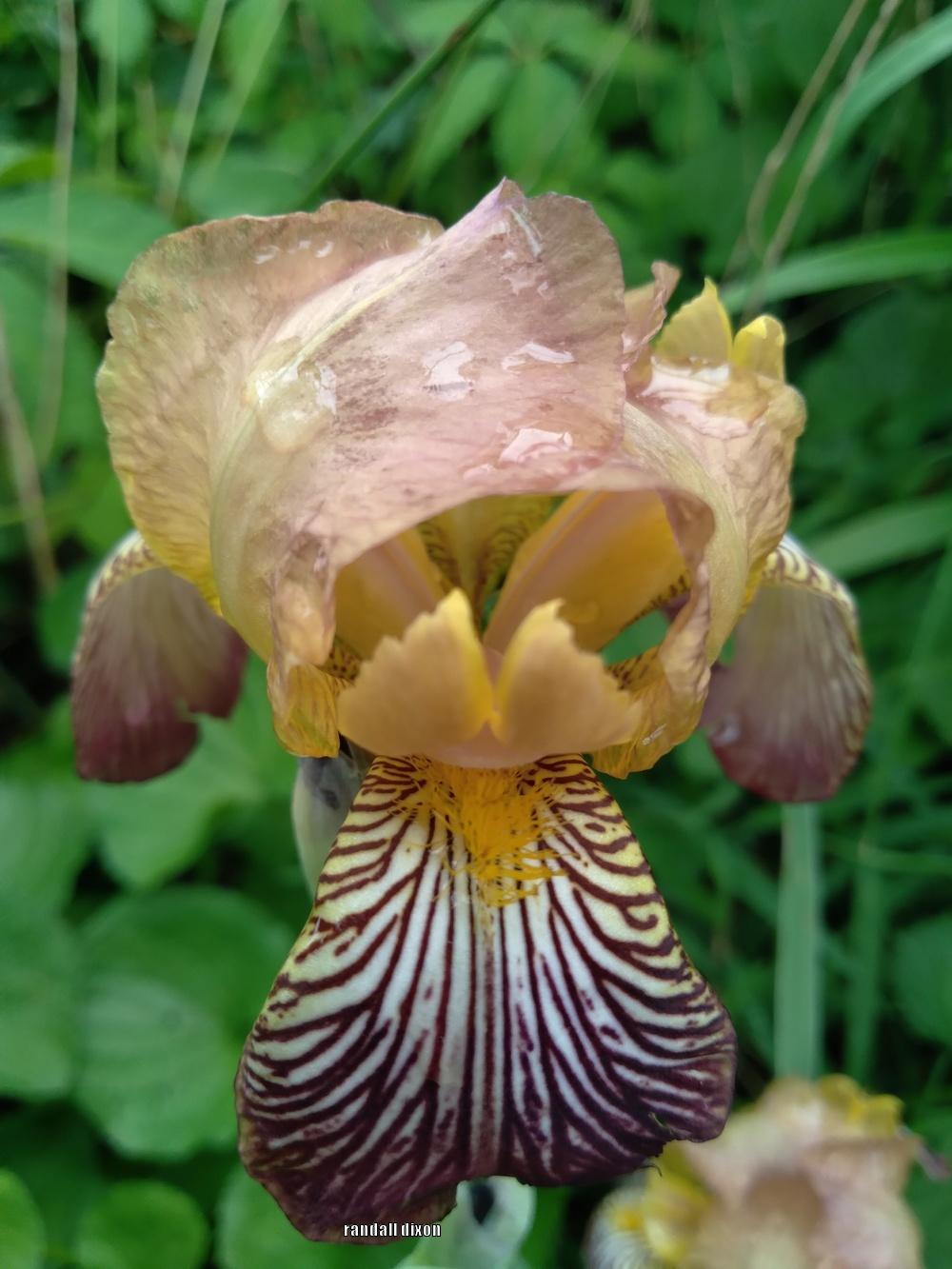 Arilbred Iris (Iris 'Scarlet Butterfly') in the Irises Database ...