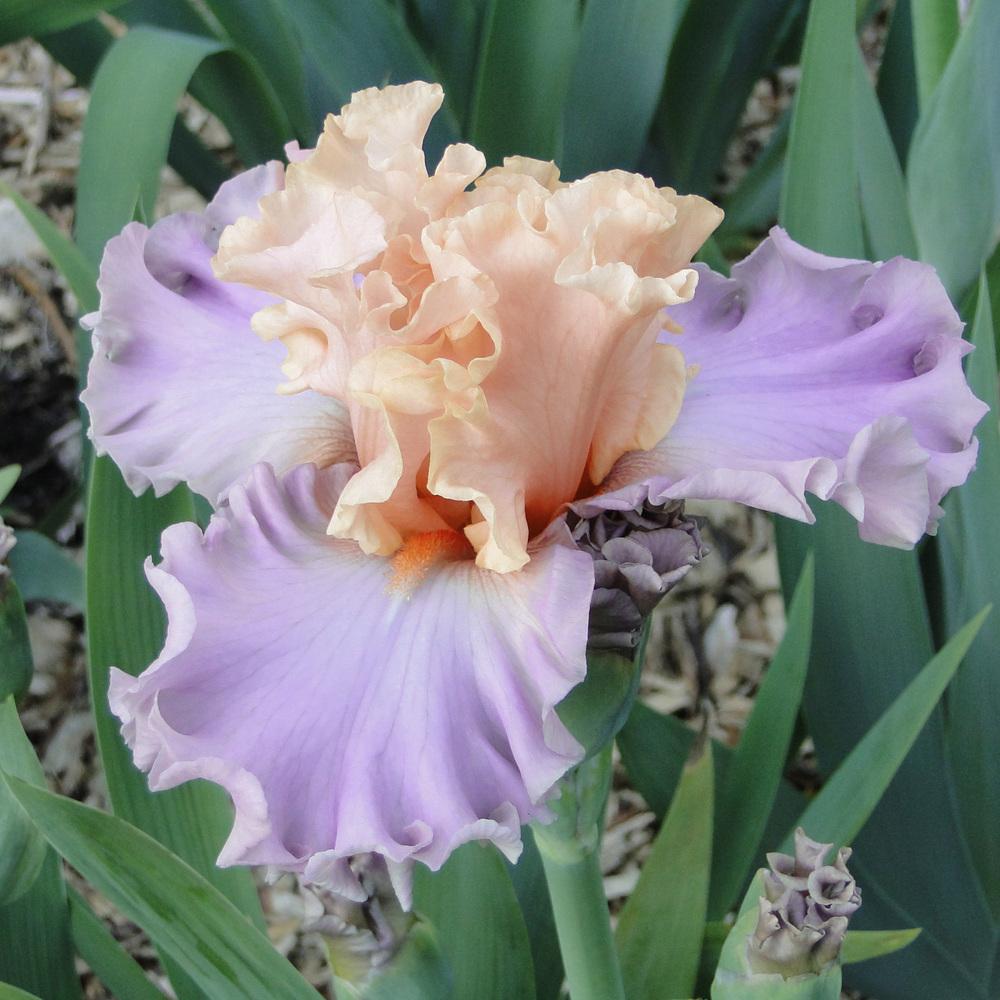 Tall Bearded Iris (Iris 'Epic Romance') in the Irises Database - Garden.org