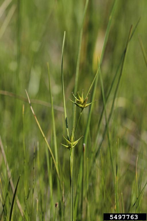 Sedges: Plant Care and Collection of Varieties - Garden.org