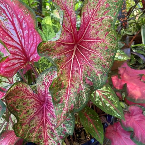 Fancy-leaf Caladium (Caladium 'Wildfire') in the Caladiums Database ...