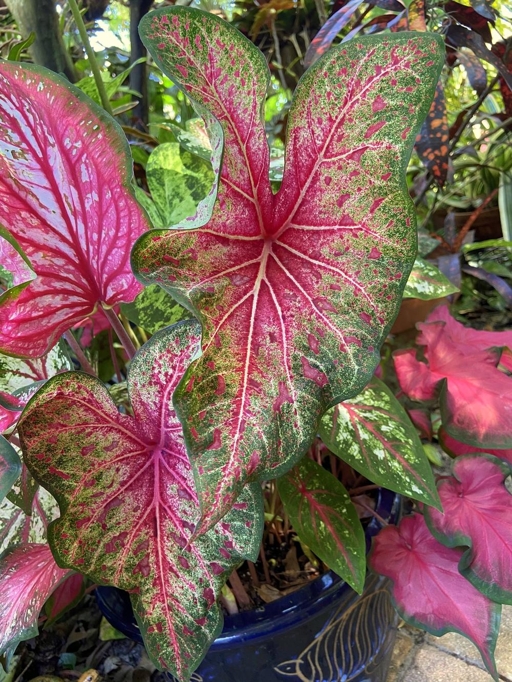 Fancy-leaf Caladium (Caladium 'Wildfire') in the Caladiums Database ...