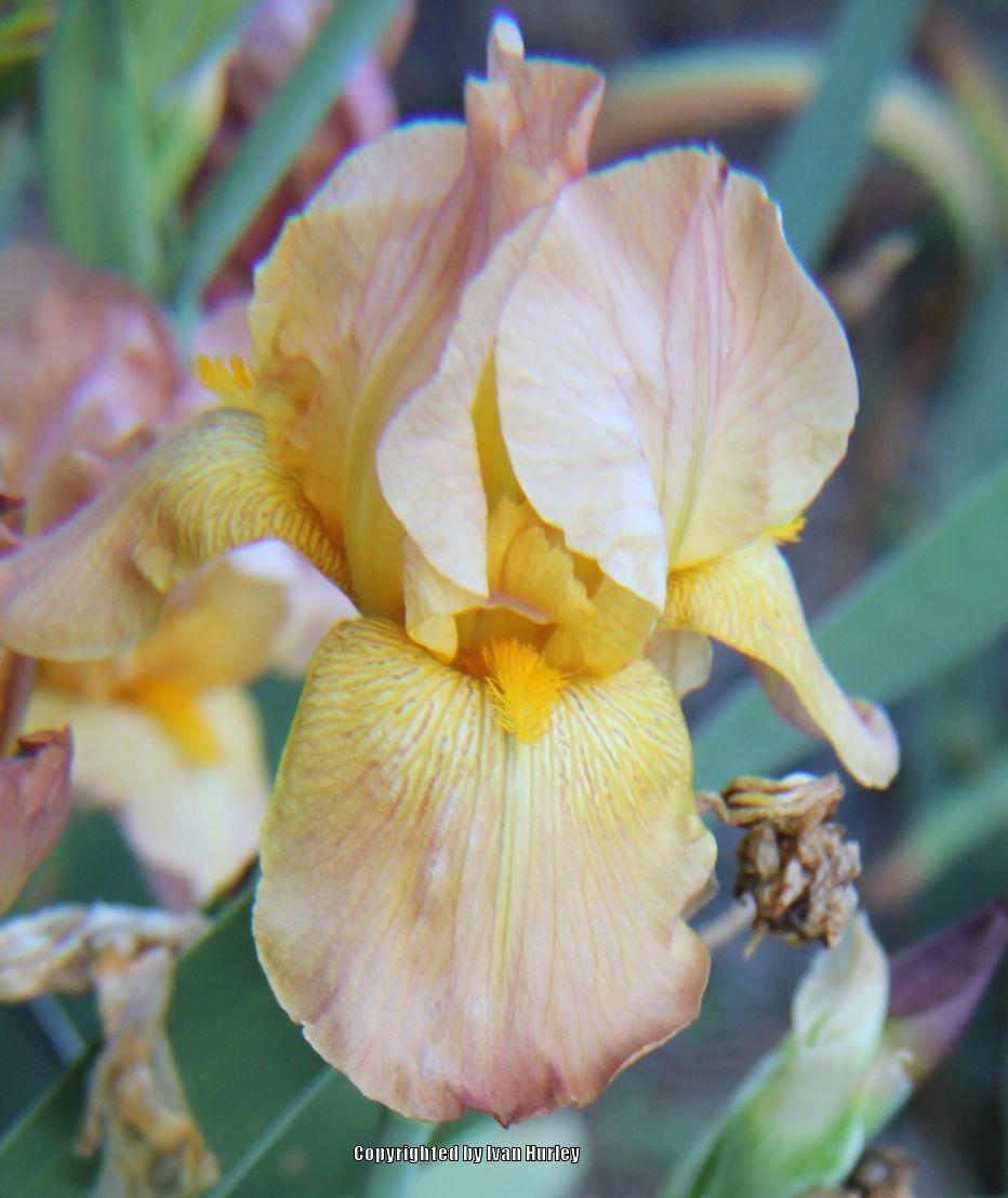 Photo of the bloom of Tall Bearded Iris (Iris 'Cascade Splendor ...