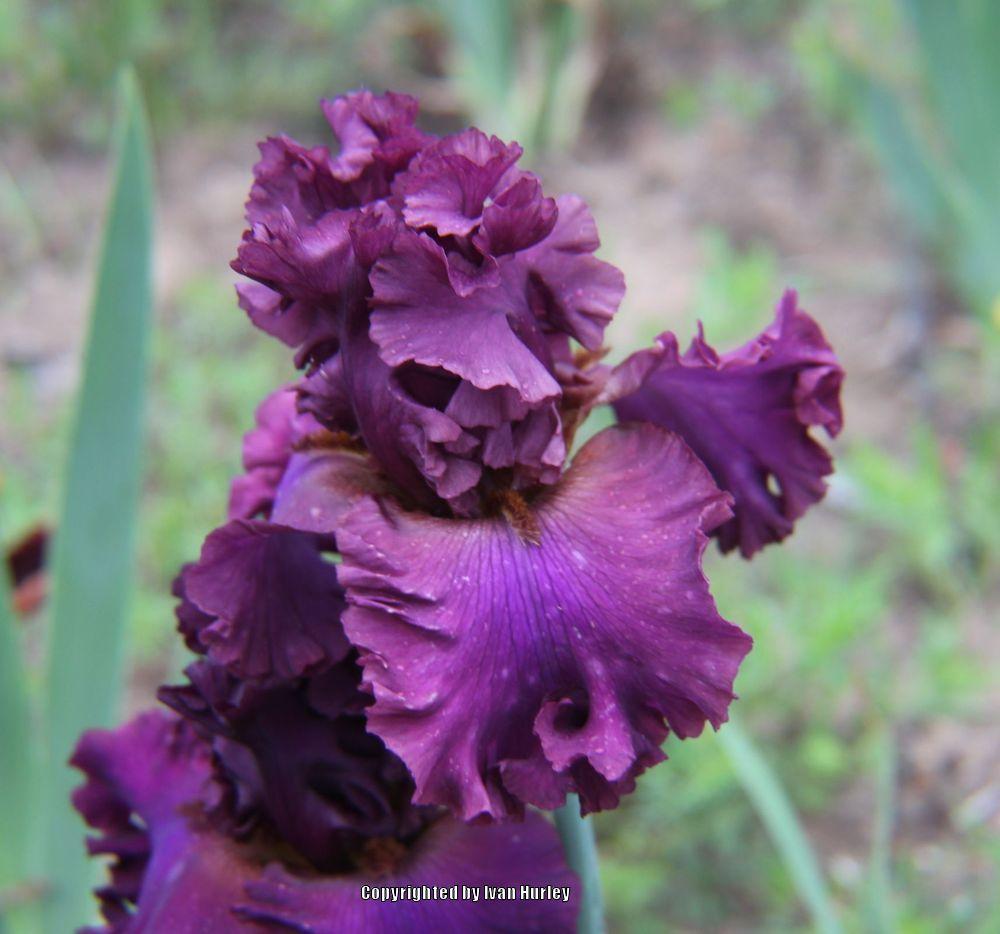 Photo of the bloom of Tall Bearded Iris (Iris 'Dash of Burgundy') posted by Ivan_N_Tx - Garden.org