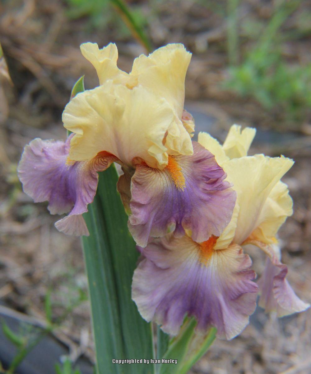 Tall Bearded Iris (Iris 'Calabash') in the Irises Database - Garden.org