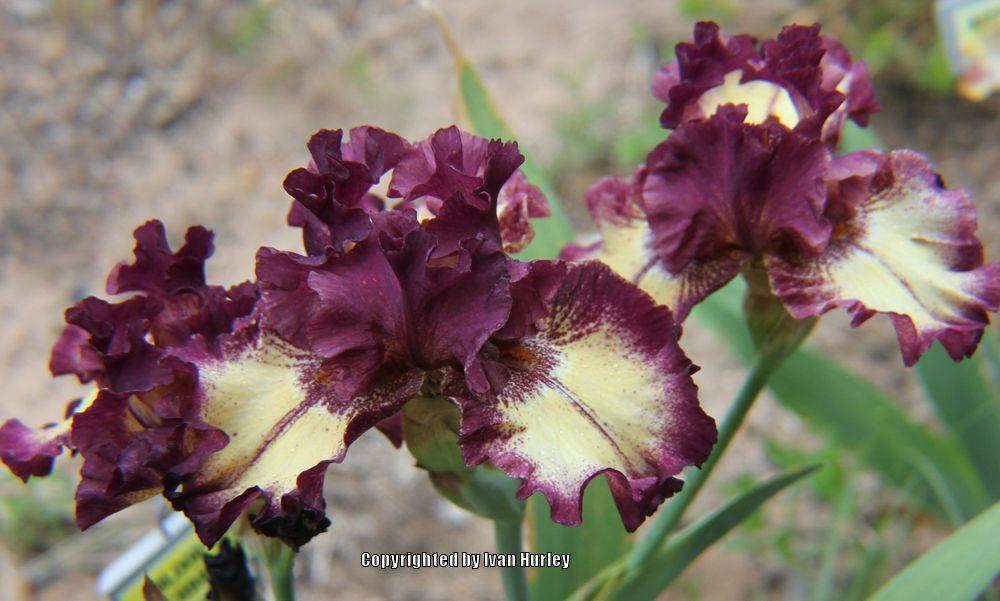 Photo of the bloom of Tall Bearded Iris (Iris 'Blood Moon') posted by ...