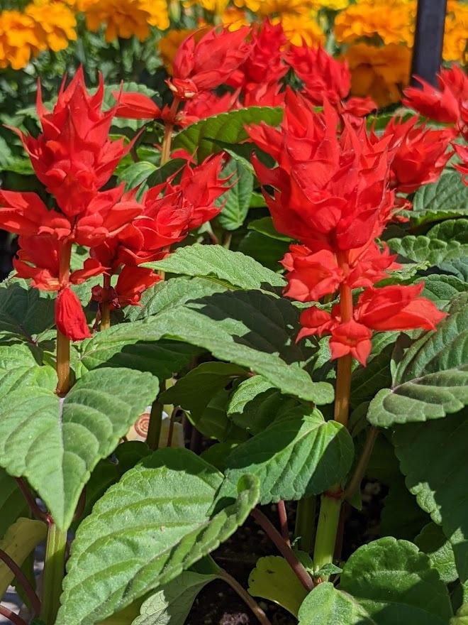 Photo of the entire plant of Scarlet Sage (Salvia splendens 'Red Hot ...
