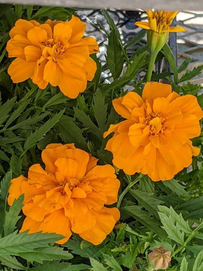 Aztec Marigold (Tagetes erecta Durango™ Orange) - Garden.org
