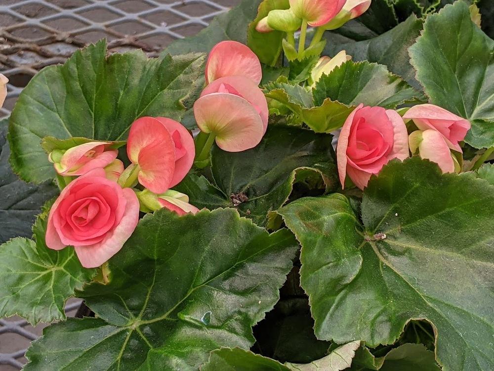 Rieger Begonia (Begonia x hiemalis 'Netja Dark') in the Begonias ...