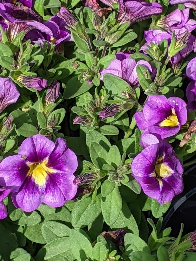 Million Bells (Calibrachoa Can-Can® Bumble Bee Blue) in the ...