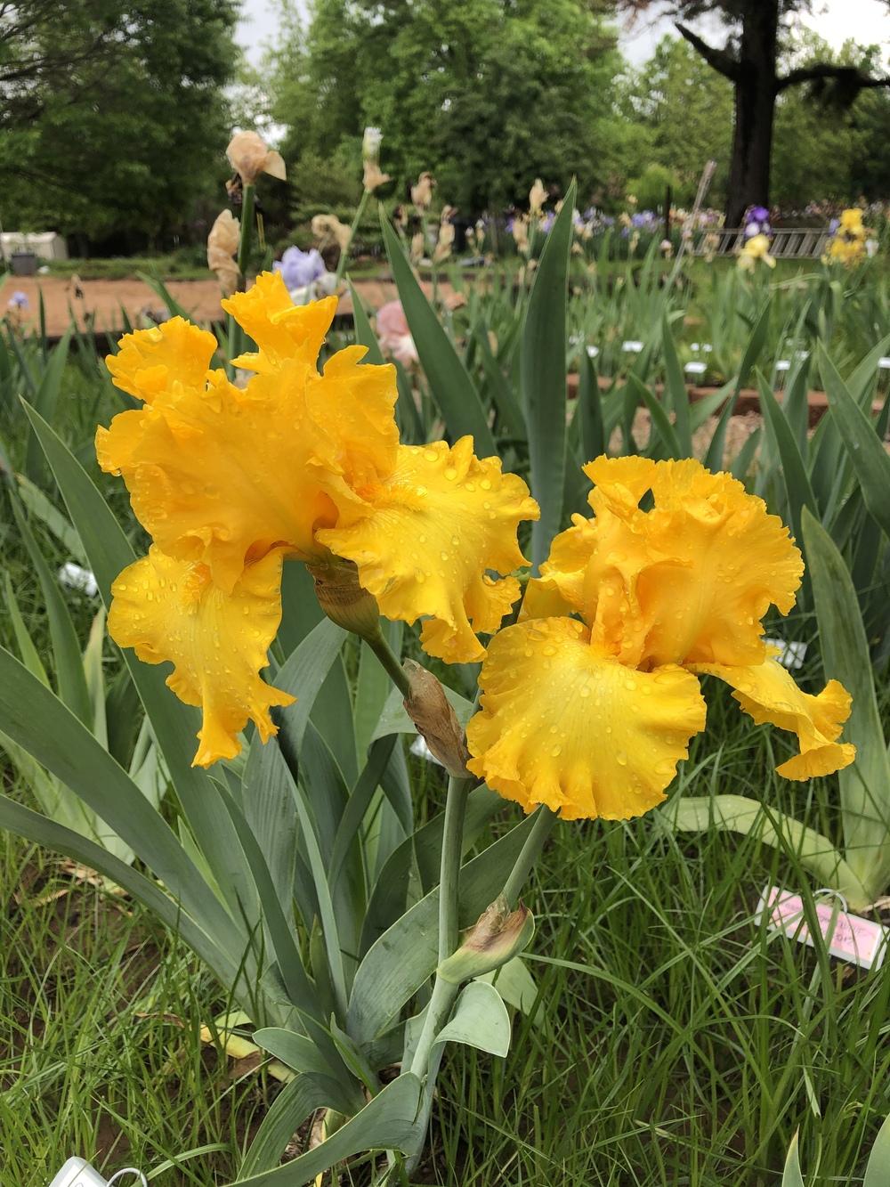 Tall Bearded Iris (Iris 'Garden Time') in the Irises Database - Garden.org