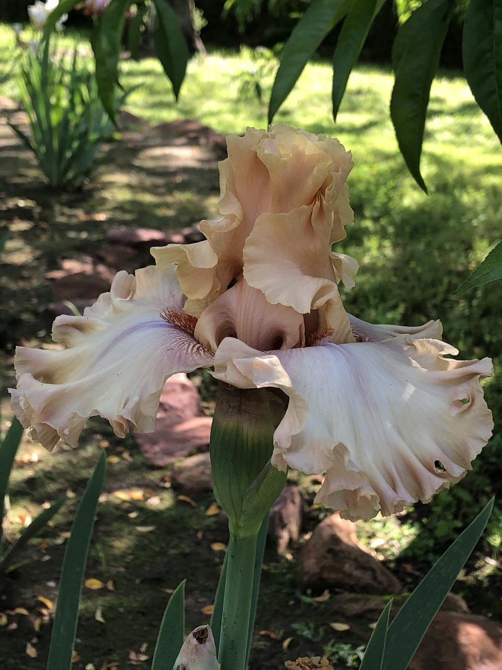 Photo of the bloom of Tall Bearded Iris (Iris 'Babe Magnet') posted by Mtngoat - Garden.org