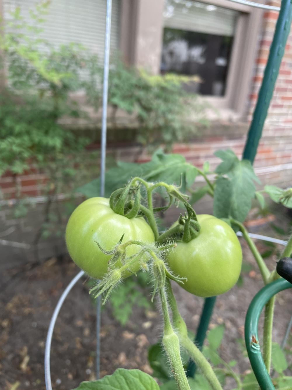 2021 Tomato Thread in the Vegetables and Fruit forum - Garden.org