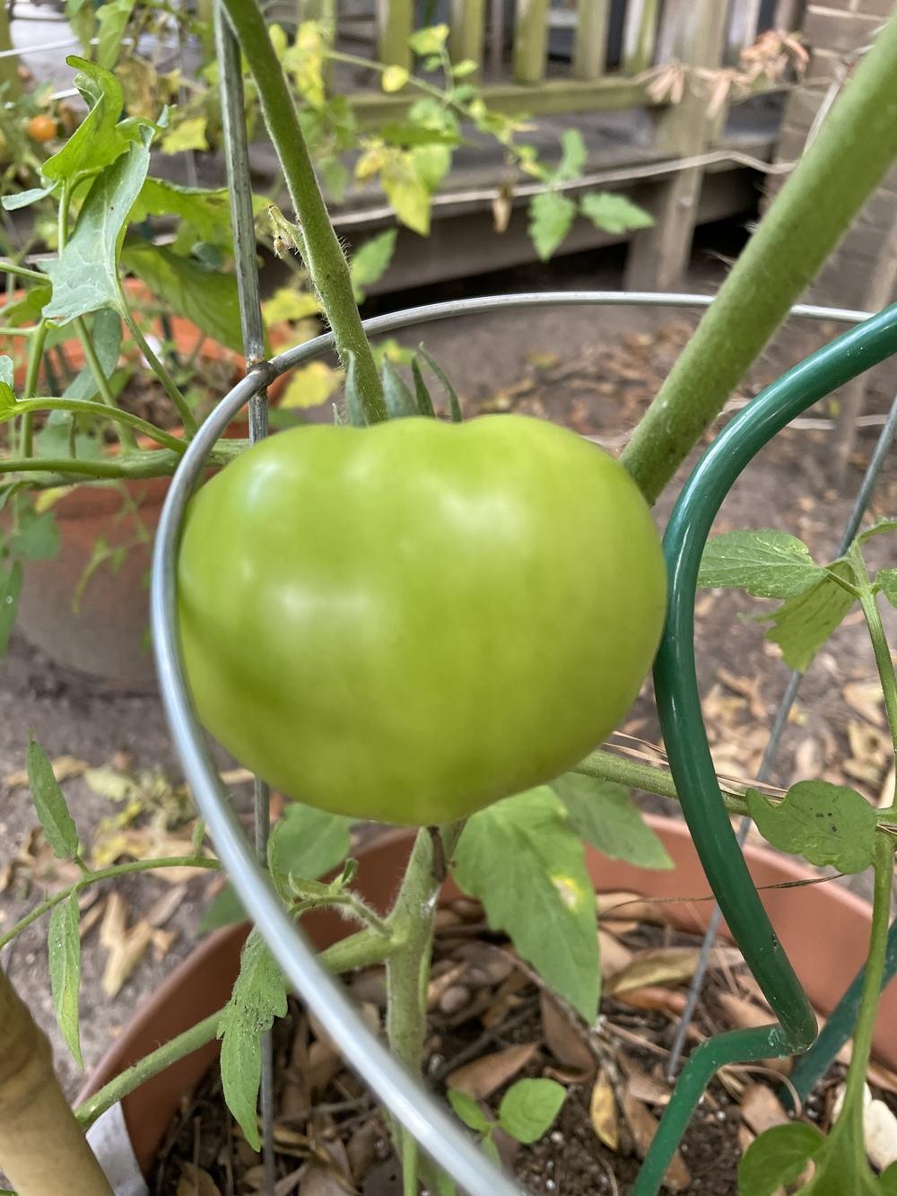 2021 Tomato Thread in the Vegetables and Fruit forum - Garden.org