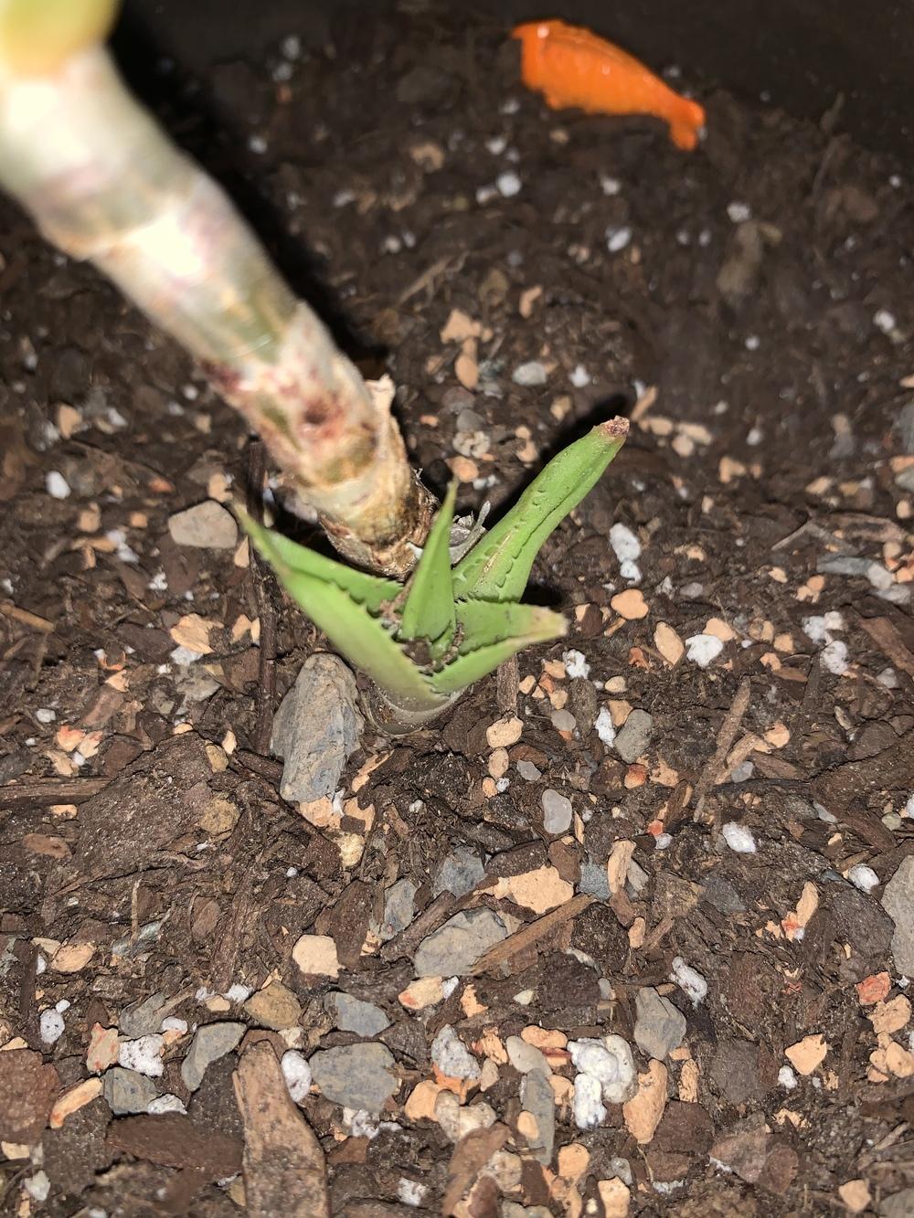 Black spots and brown climbing aloe tips? in the Cactus and Succulents ...