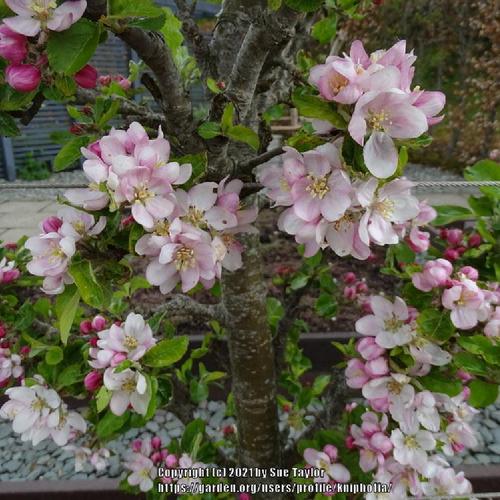 Apple (Malus domestica 'Winter Gem') in the Apples Database - Garden.org