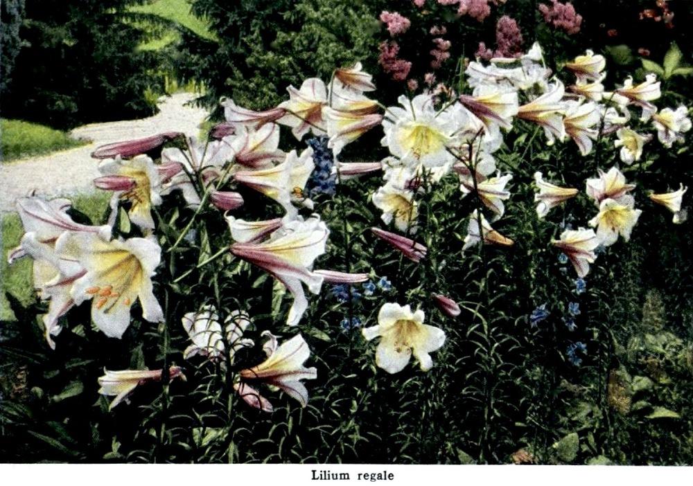Photo of the documentation of Regal Lily (Lilium regale) posted by ...