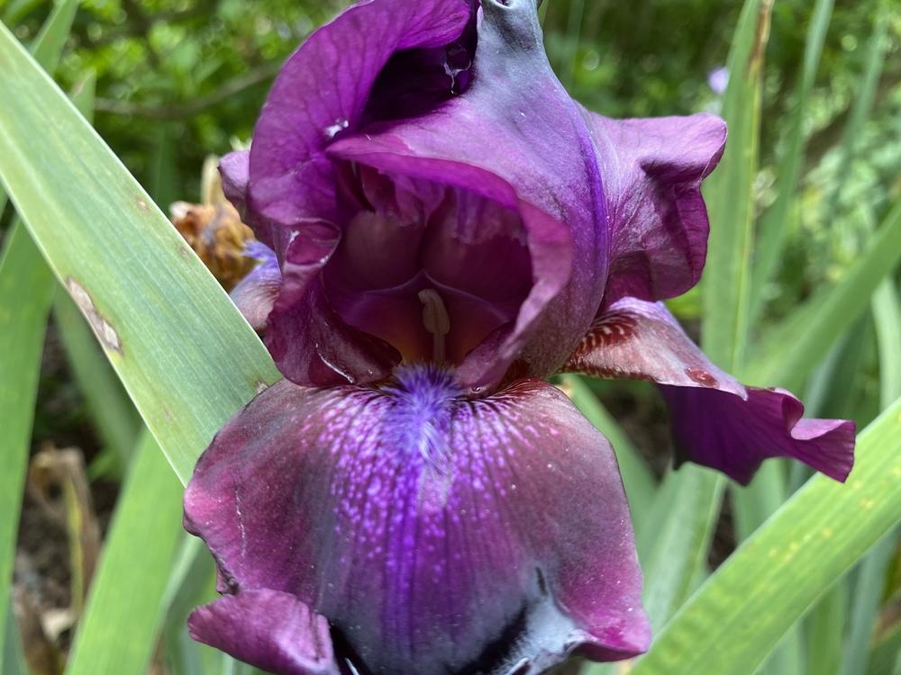 iris identification in the Irises forum - Garden.org