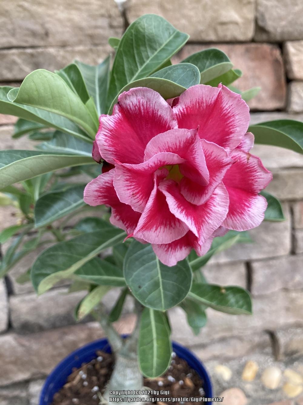 Adeniums: Plant Care and Collection of Varieties - Garden.org