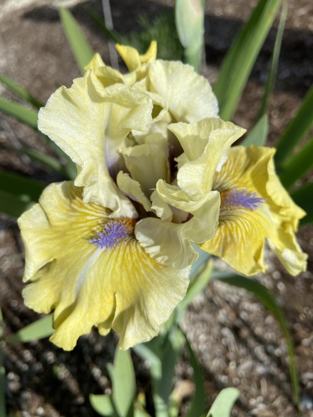 Looking for early iris in Photo of Intermediate Bearded Iris (Iris ...