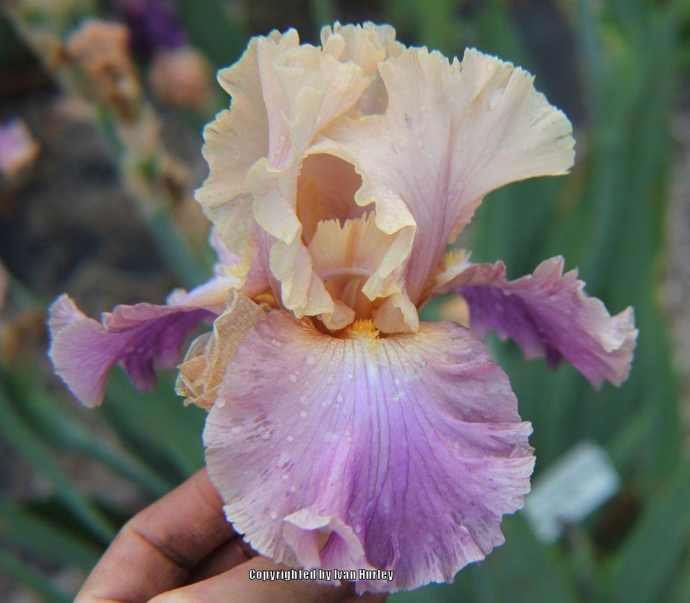 Photo of the bloom of Tall Bearded Iris (Iris 'Chasing Rainbows') posted by Ivan_N_Tx - Garden.org