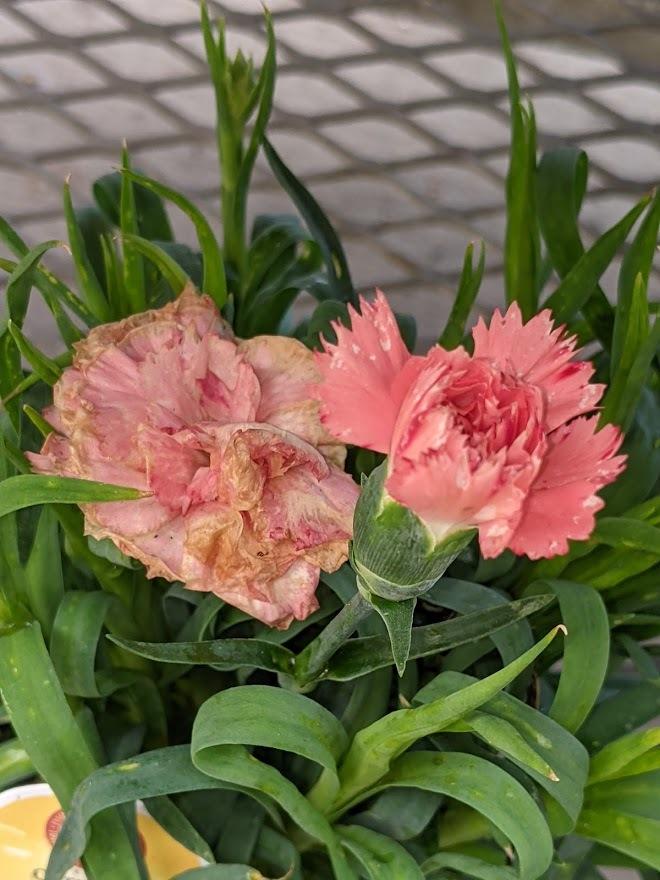 Carnation (Dianthus caryophyllus Oscar® Salmon) in the Dianthus ...