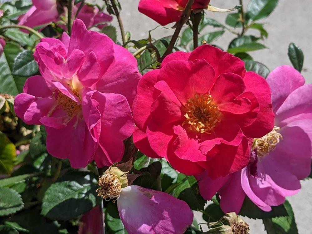 Rose (Rosa 'Shining Moment') in the Roses Database - Garden.org