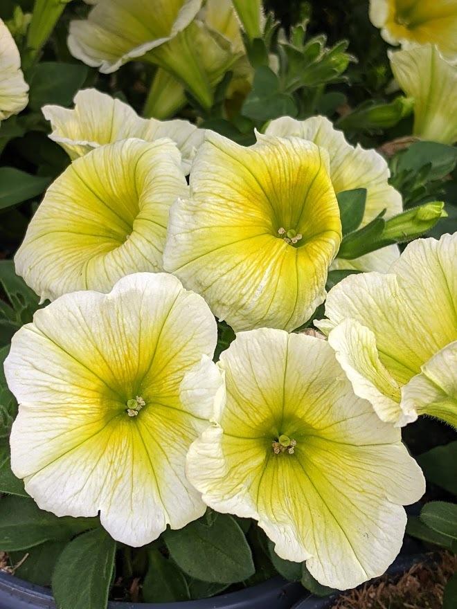 Multiflora Mounding Petunia (Petunia Potunia® Plus Yellow) in the ...