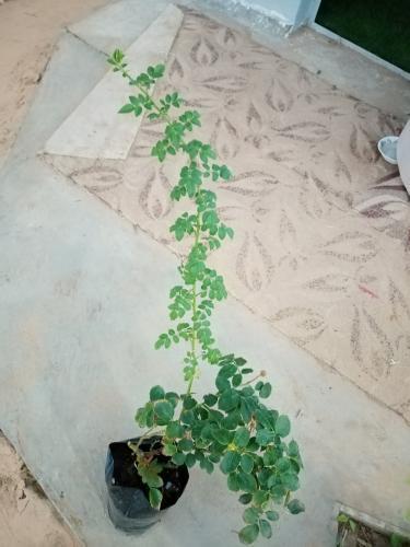 Rose Rootstock in the Roses forum - Garden.org