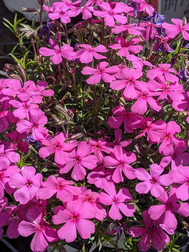 Creeping Phlox (Phlox subulata 'Ruby Riot') in the Phloxes Database ...