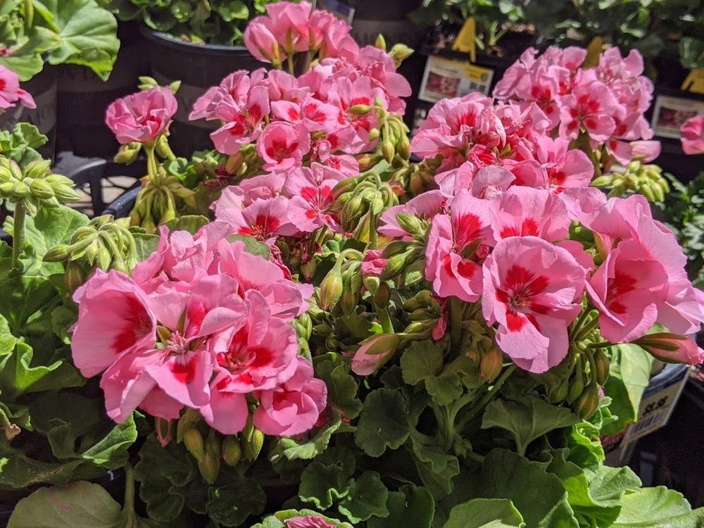 Geranium (Pelargonium Calliope® Medium Pink Flame) in the Pelargoniums ...