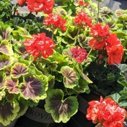 Geranium (Pelargonium 'Brocade Fire') in the Pelargoniums Database ...