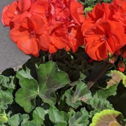 Photo of the entire plant of Geranium (Pelargonium Brocade Fire Night ...
