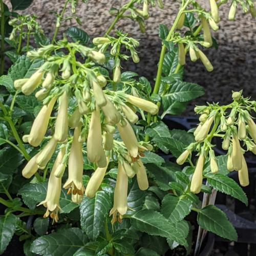 Cape Fuchsia (Phygelius Tie Dye™ Yellow Submarine) - Garden.org