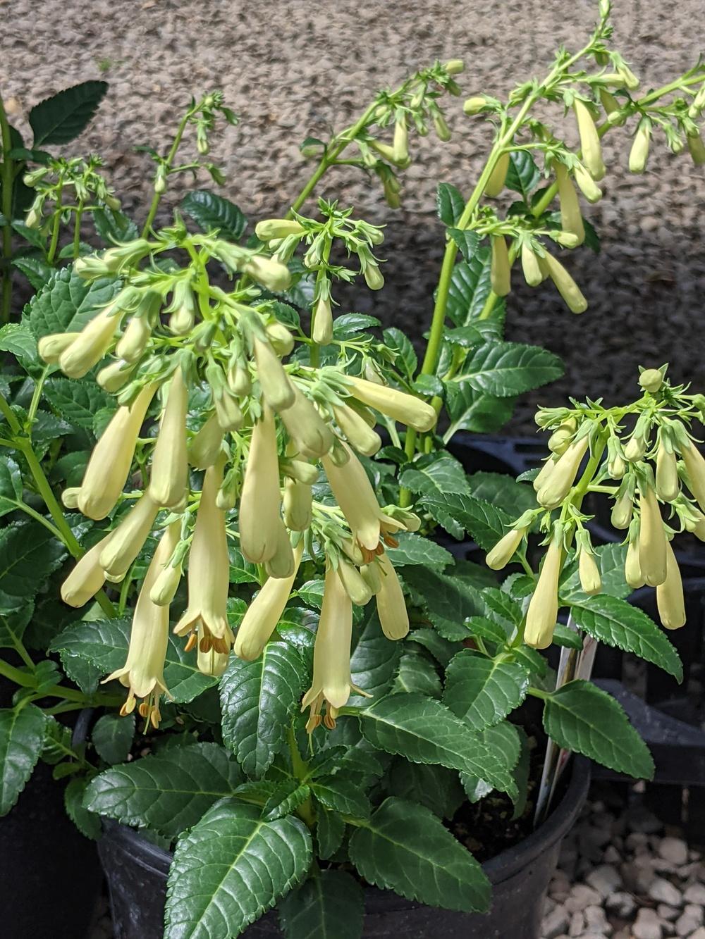 Cape Fuchsia (Phygelius Tie Dye™ Yellow Submarine) - Garden.org