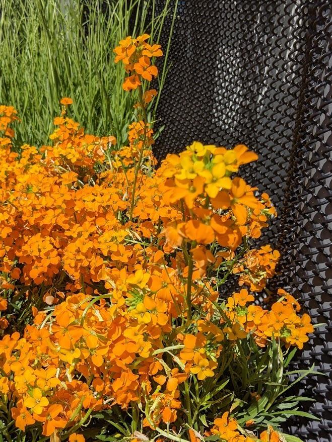 Photo of the bloom of Wallflower (Erysimum linifolium Sunstrong™ Orange ...