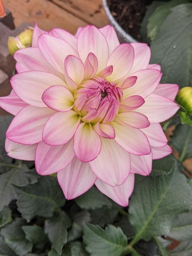 Dahlia 'Sincerity' in the Dahlias Database - Garden.org