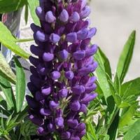 Photo of the entire plant of Lupine (Lupinus Staircase™ Blue) posted by ...