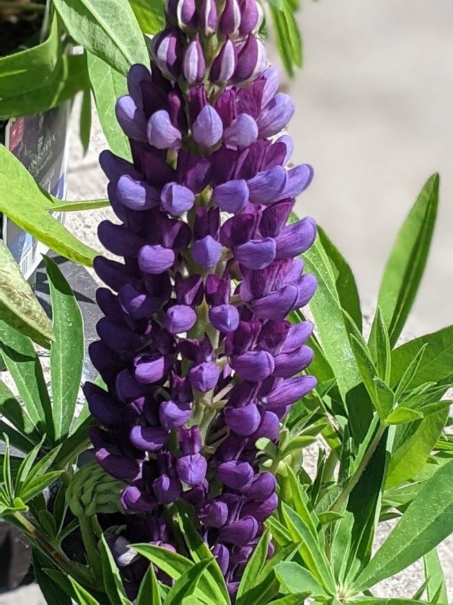 Photo of the entire plant of Lupine (Lupinus Staircase™ Blue) posted by ...