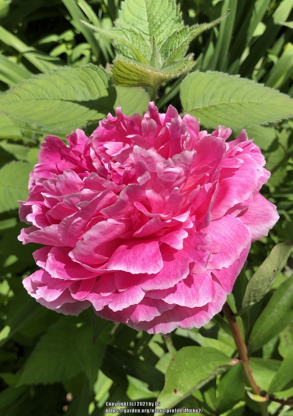 Peony (Paeonia 'Serebrenyi Velvet') in the Peonies Database - Garden.org