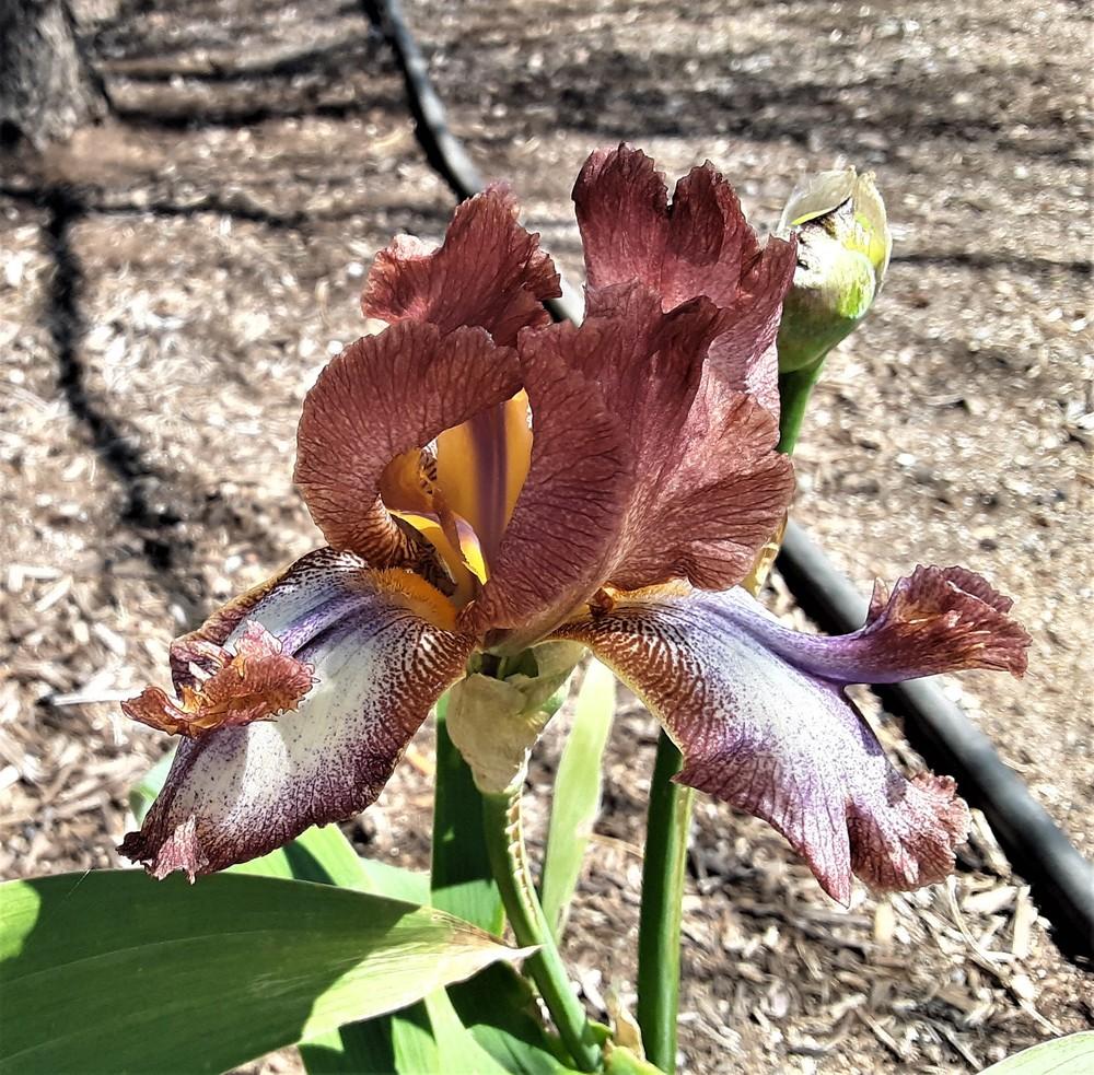 Photo of the bloom of Tall Bearded Iris (Iris 'Super Frill') posted by ...
