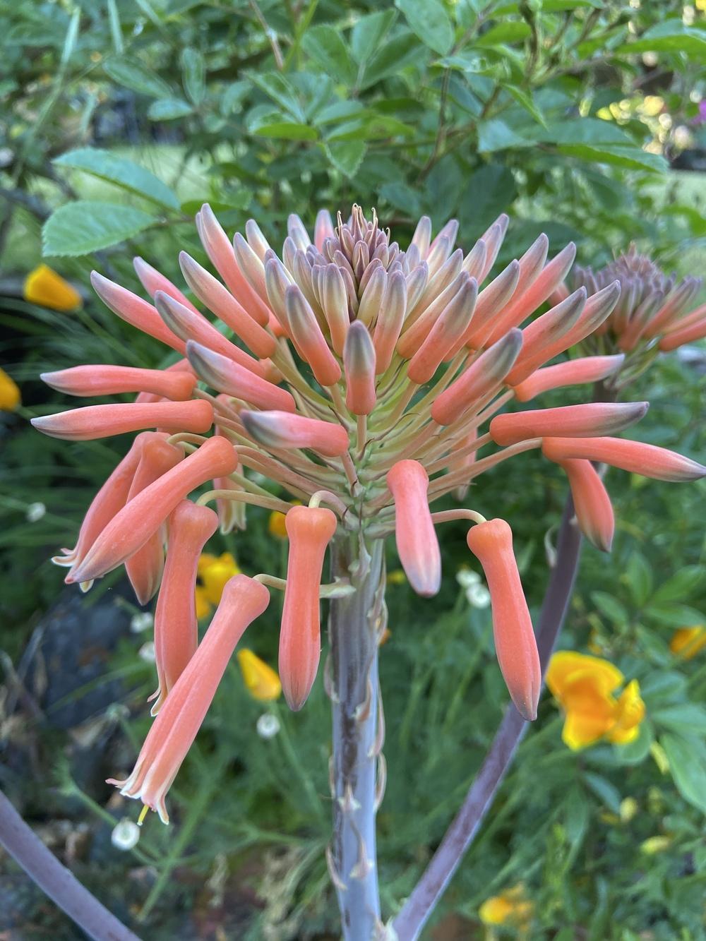 Soap Aloe (Aloe maculata) in the Aloes Database - Garden.org