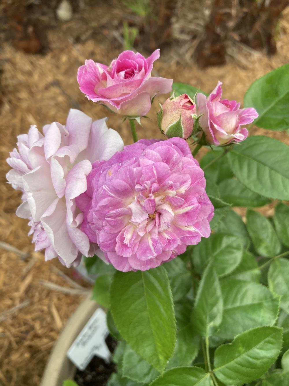 Miracle-Gro's Organic Choice Potting Soil Good for potted roses? in the ...