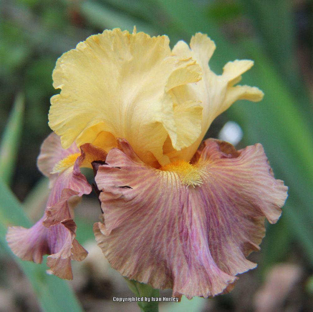 Photo of the bloom of Tall Bearded Iris (Iris 'Autumn Colors') posted ...