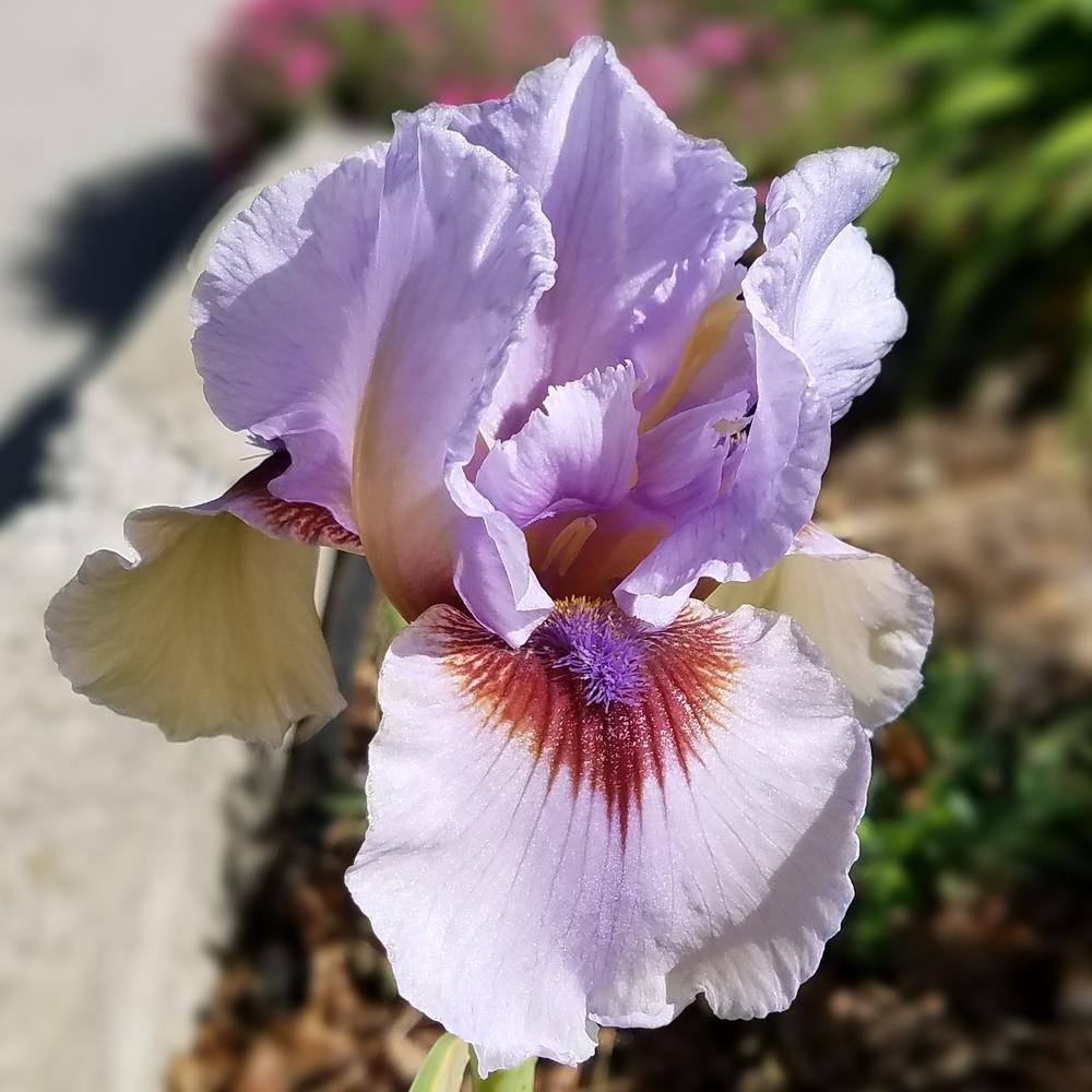 Arilbred Iris (Iris 'Lucky Dragon') in the Irises Database - Garden.org