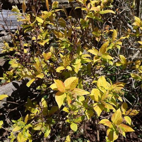 Late Lilac (Syringa villosa 'Aurea') in the Lilacs Database - Garden.org