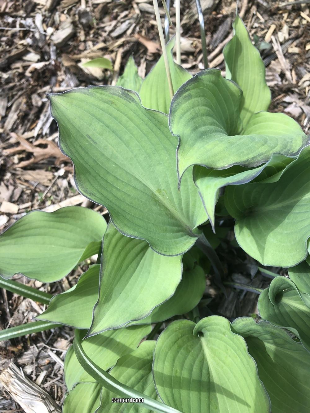 Photo of the entire plant of Hosta 'Aquamarine' posted by crawgarden ...